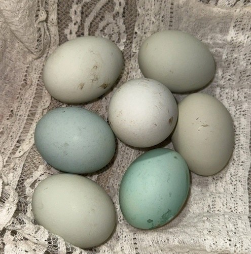 4+ Blue & Green Hatching Eggs |pure NBM| | eBay