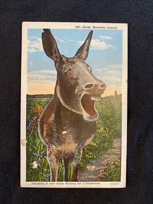 Vintage Postcard Scenic Animal Rocky Mountain Canary Laughing Donkey ...