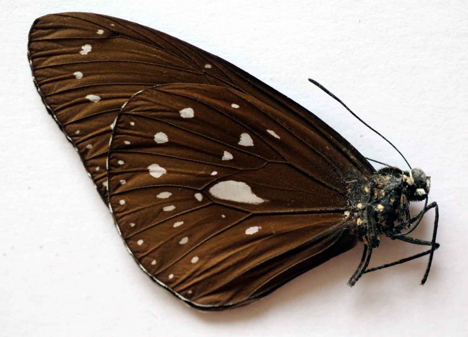 EUPLOEA ALGEA WISKOTTI - unmounted butterfly | eBay