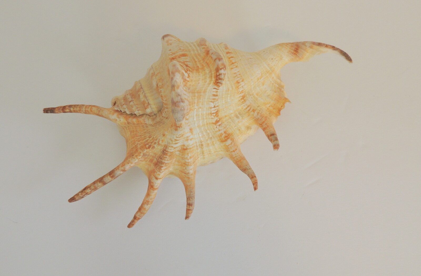 Scorpion Spider Conch Seashell Lambis Scorpius Sea Shell 6" x 4" | eBay