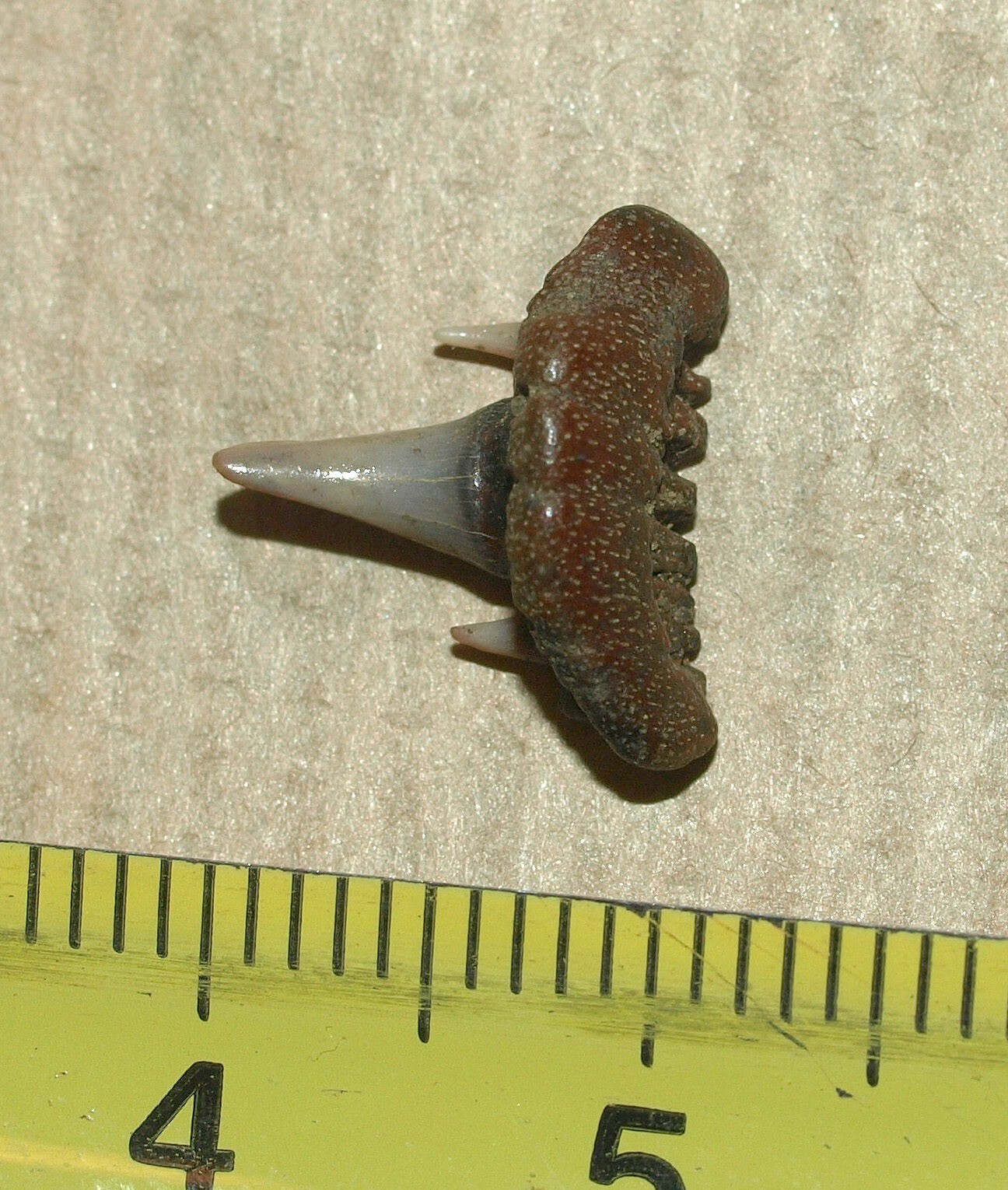 Shark tooth -Paraorthacodus recurvus, Cretaceous of Russia, nice ...