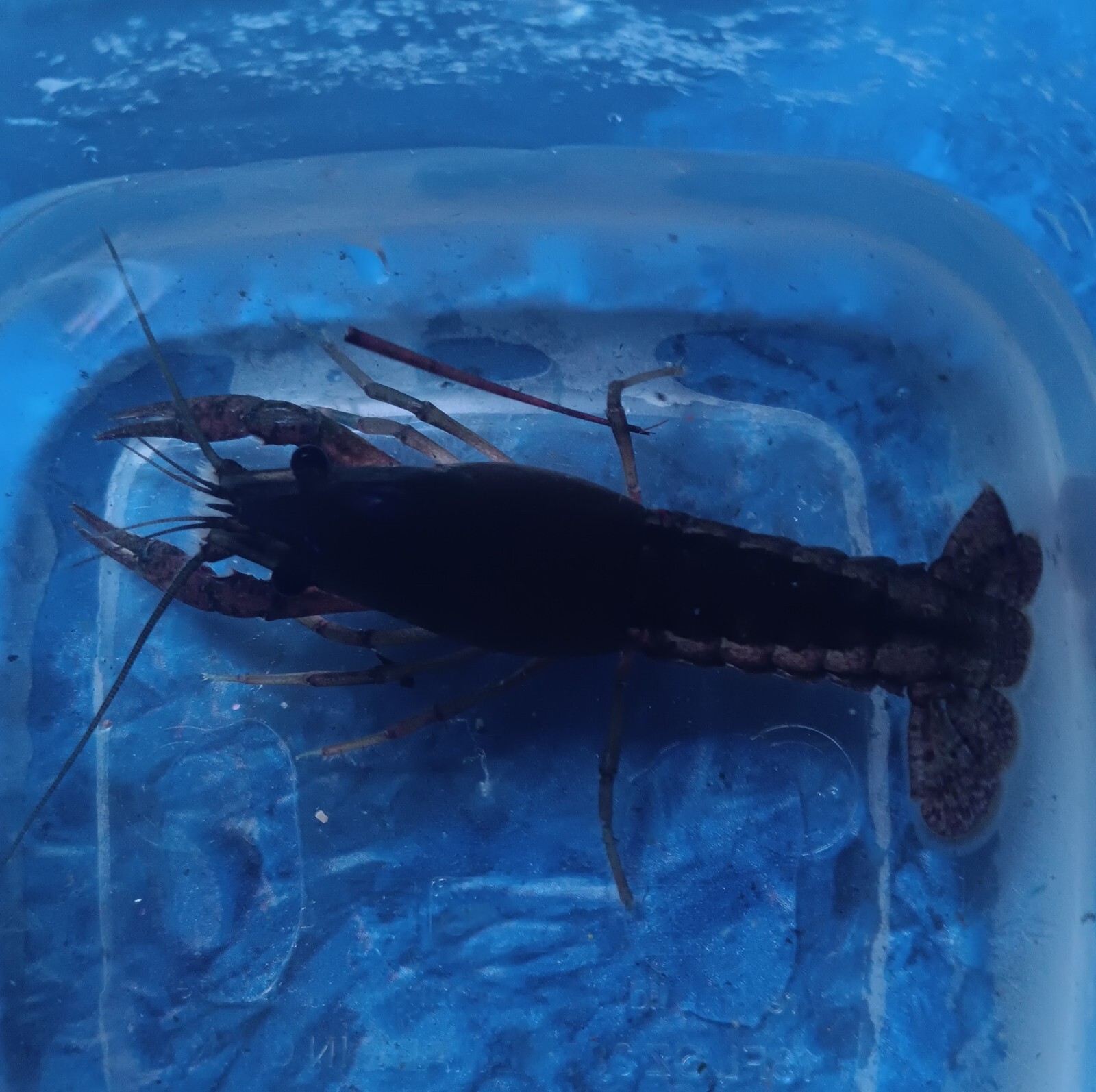 random wild small crayfish live aquarium invertebrates live fish bait ...