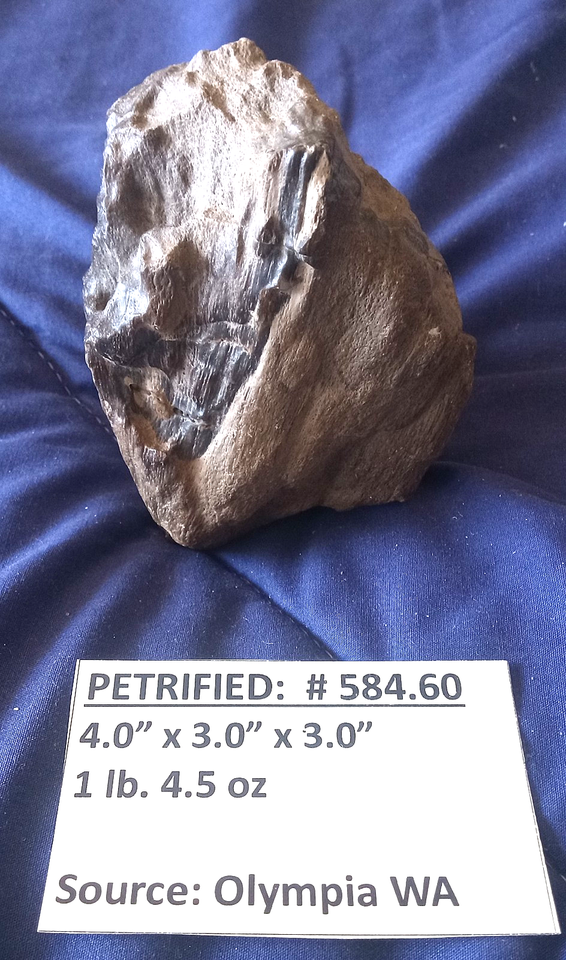 A Great Example of a Petrified Wood, Great Bark Definition and Tree ...