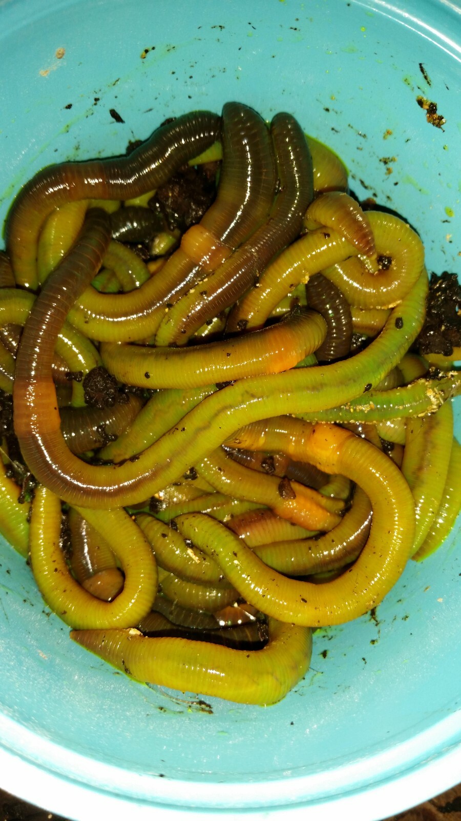 Green Canadian Nightcrawlers Treated with Worm-Glo. Free Shipping | eBay