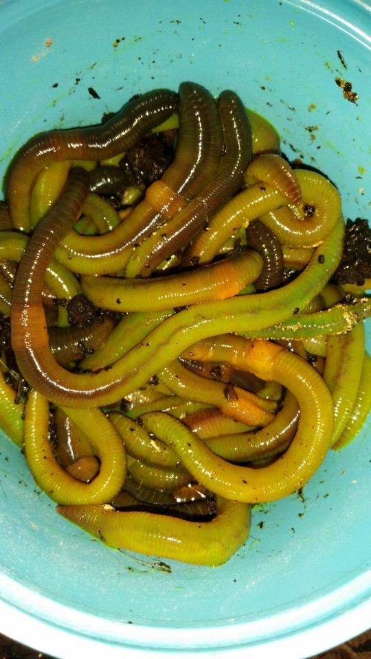 Green Canadian Nightcrawlers Treated with Worm-Glo. Free Shipping | eBay