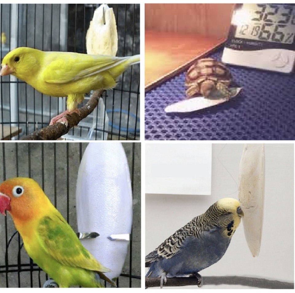 Cuttlebone for Birds Reptiles Turtles Food Source Calcium 5”++ Small ...