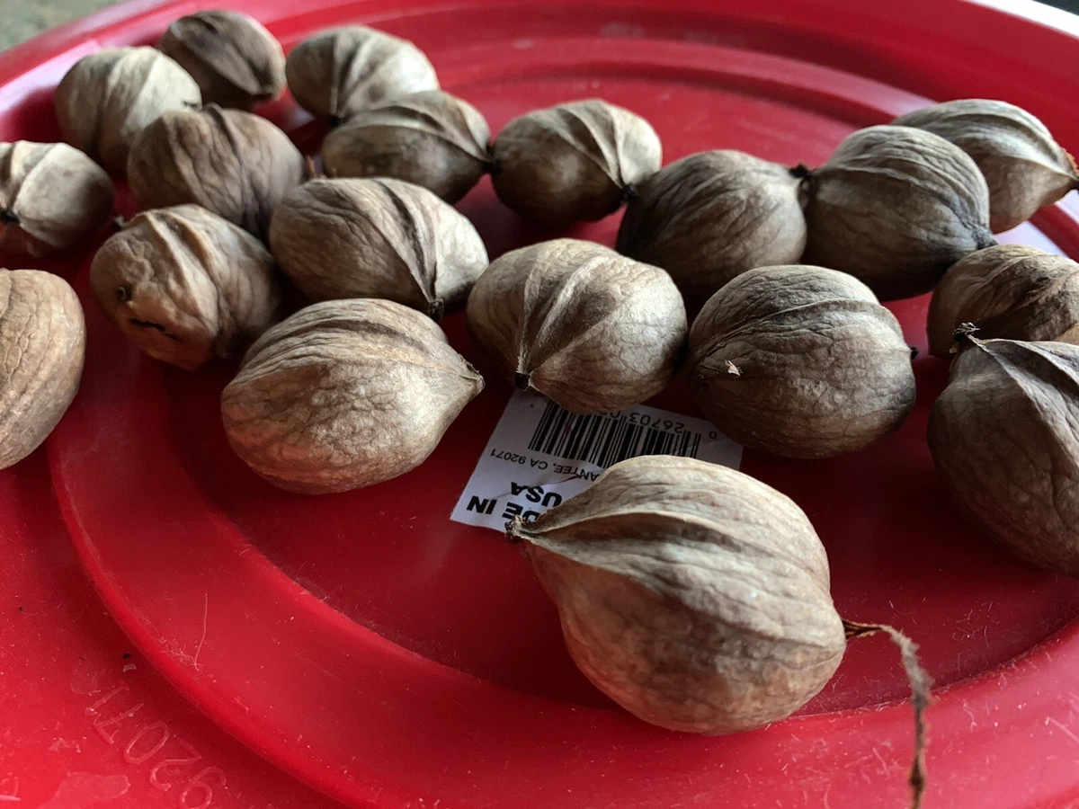 Shagbark Hickory Nut