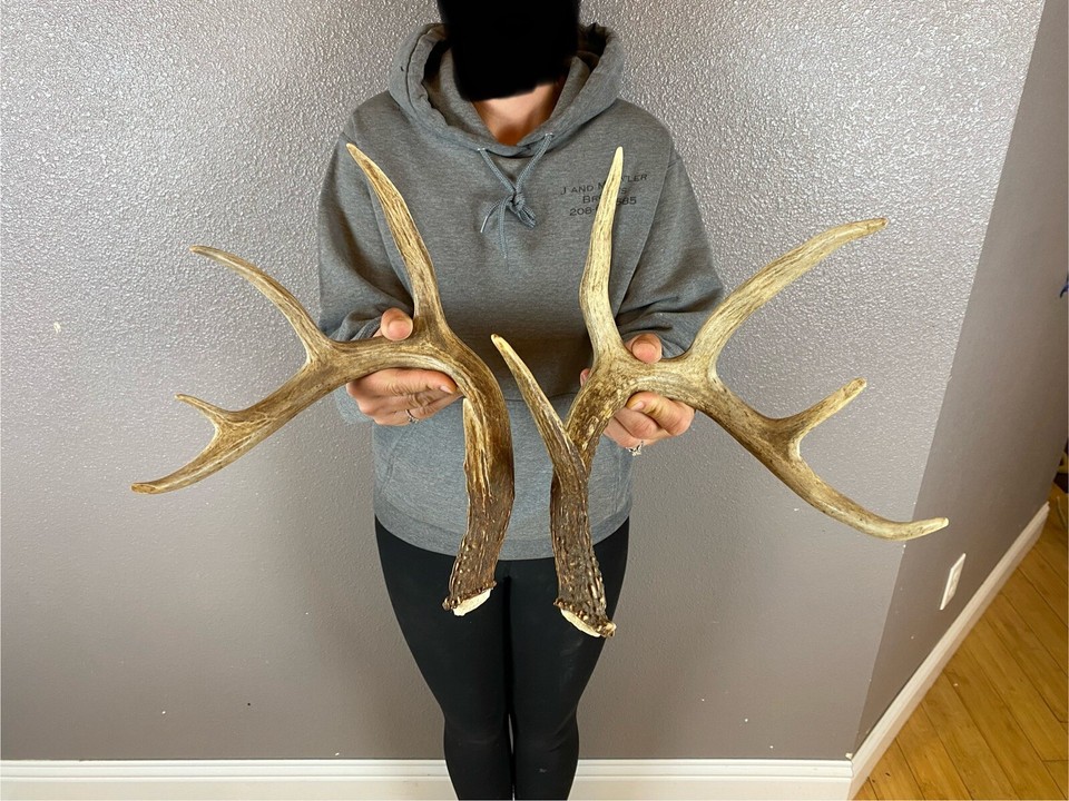 Two 5pt Whitetail Deer Antlers Sheds WILD IDAHO Horns Rustic Decor ...