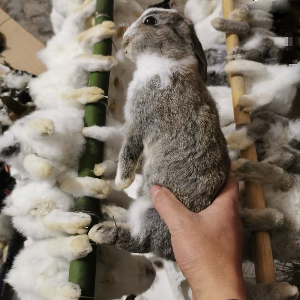 Domestic Rabbit Standing Miniature Taxidermy Specimen Genuine Craft ...