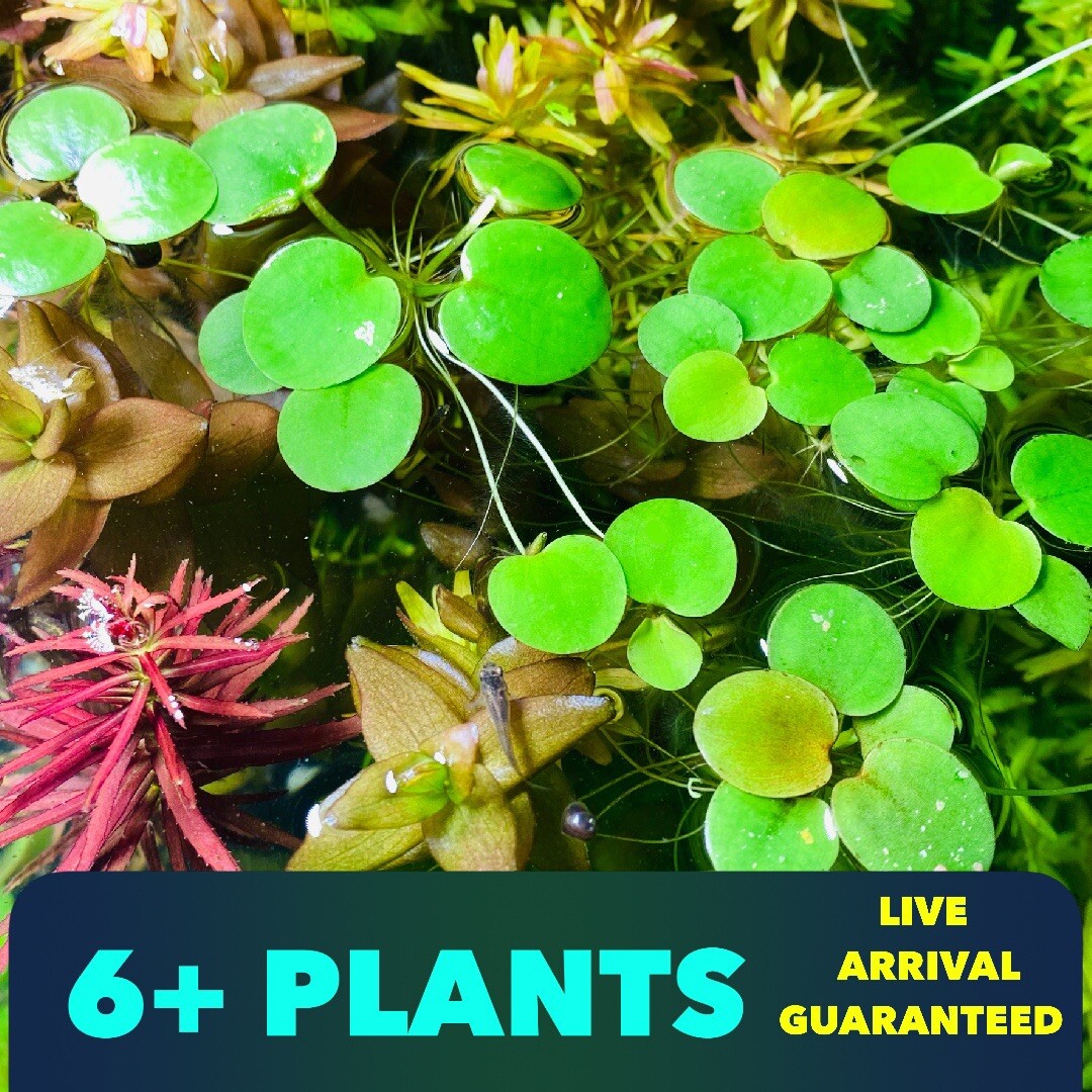 Amazon Frogbit (Limnobium Laevigatum) 6+ Live Floating Aquarium Plants ...