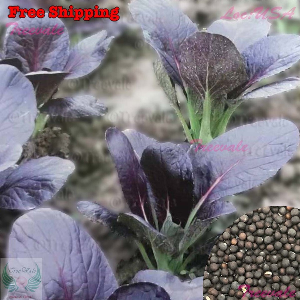 Purple Pak Choy SEEDS | Purple Pak Choi, Purple Bok Choy SEEDS | NON ...