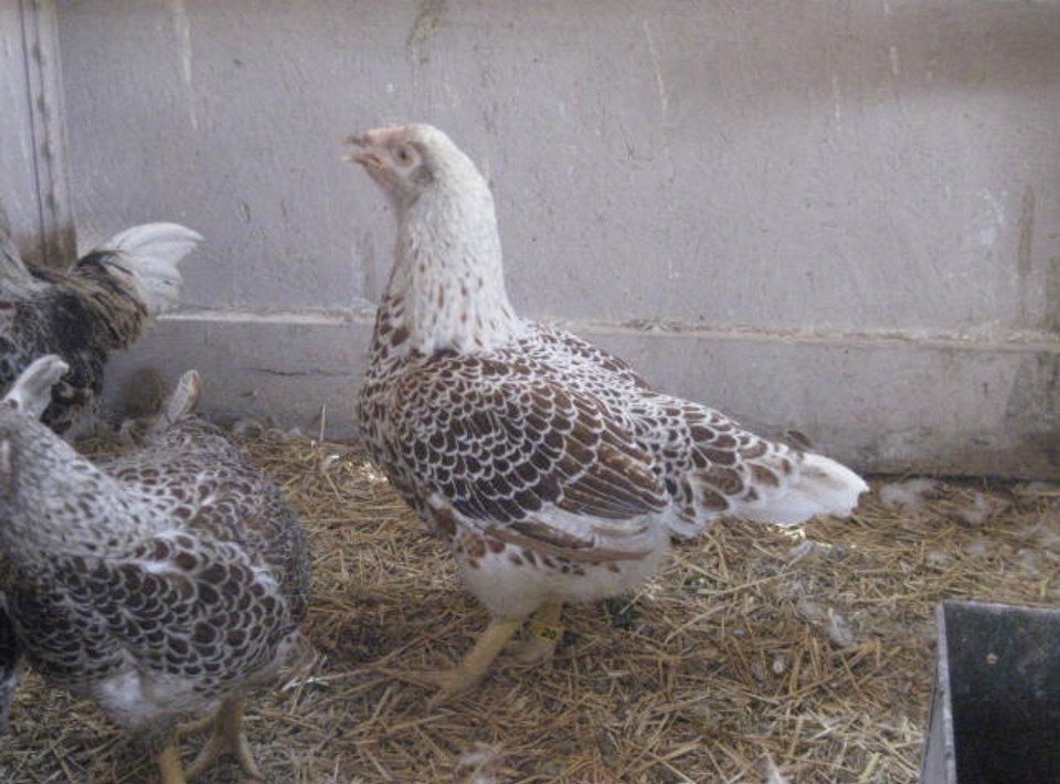 12 Hatching Eggs, Cornish Bantam, Red White Laced | eBay