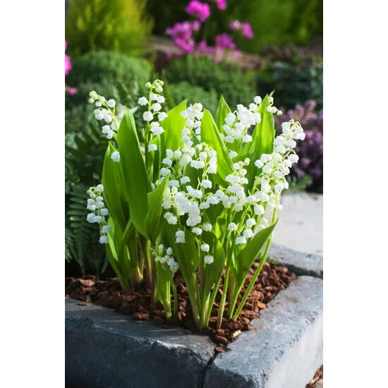 SPRING WHITE BELL-CONVALLARIA LILY OF THE VALLEY ROOT BULB HARDY ...