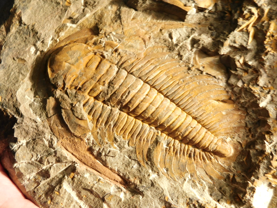 Big! Acadoparadoxides Paradoxides briareus TRILOBITE Fossil 100% ...