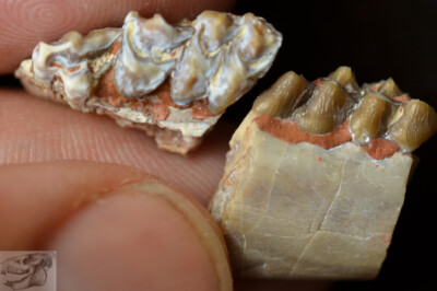 Early Deer, Leptomeryx evansi, 2 Fossil Sections, Badlands, South ...