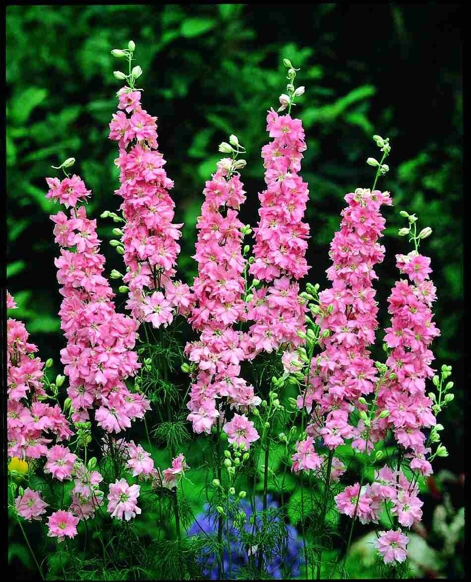 Pink Delphinium Flowers