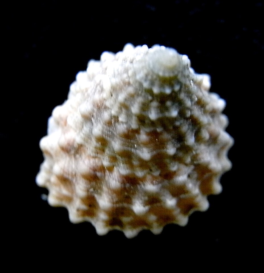 seashell Tectarius coronatus 15mm Gem | eBay