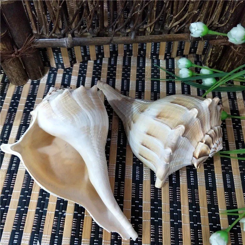 Large Atlantic Lightning Whelk Seashell Polished Conch Shell Rare Real ...