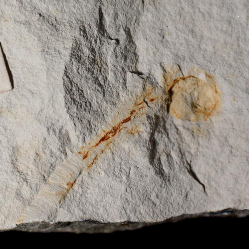 Rare Cretaceous juvenile Maastrichtian Heteromorph fossil Ammonite ...