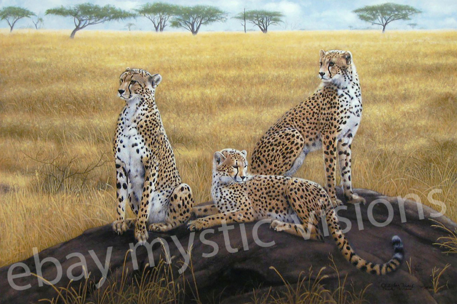 MORNING CALM Charles Frace CANVAS Signed & Numbered w/coa Cheetah Art ...