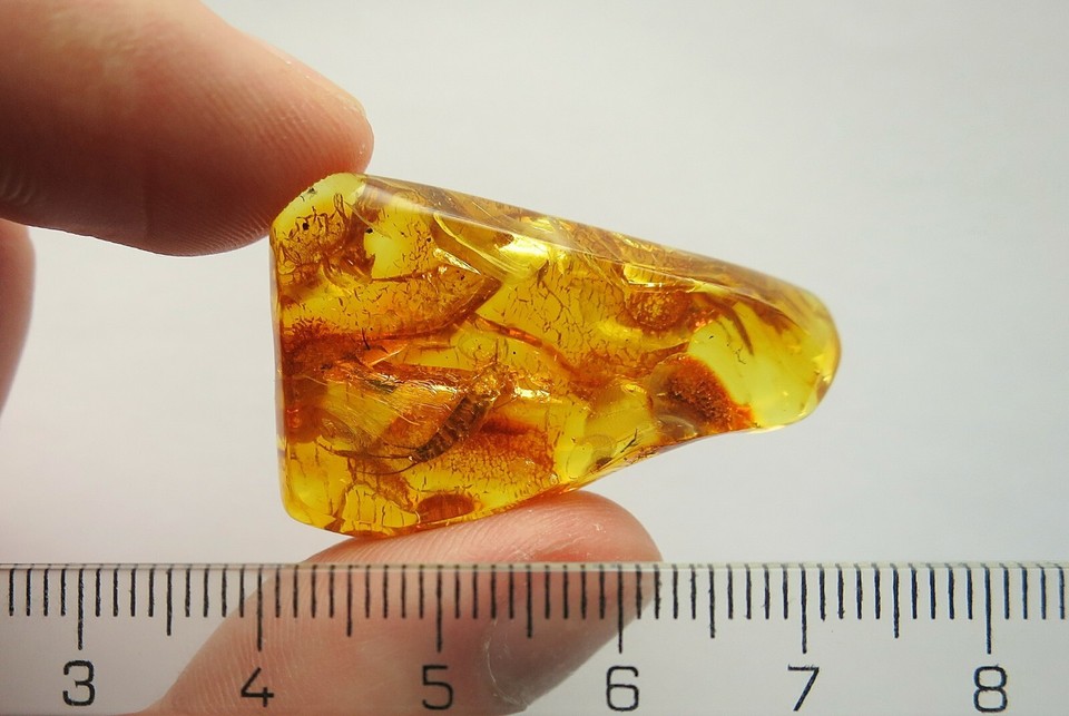 Silverfish Lepismatidae. Fossil inclusion in Baltic amber stone #11160 ...