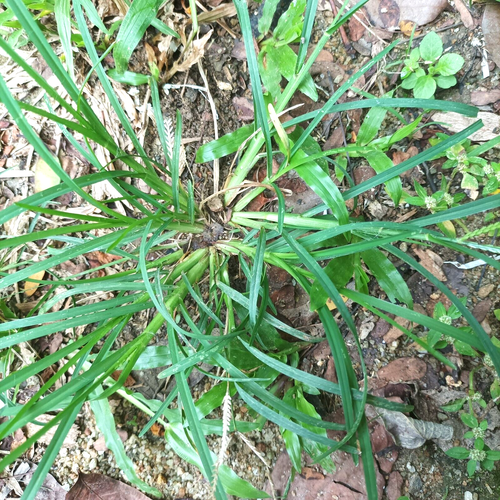 Ayurvedic Dry Paragis Plant 2oz Eleusine Indica Goosegrass Family ...