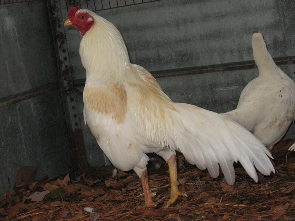 SPUR CUTTING GAUGE + SAW KIT PLUS POULTRY ROOSTER CHICKEN COMPLETE ...