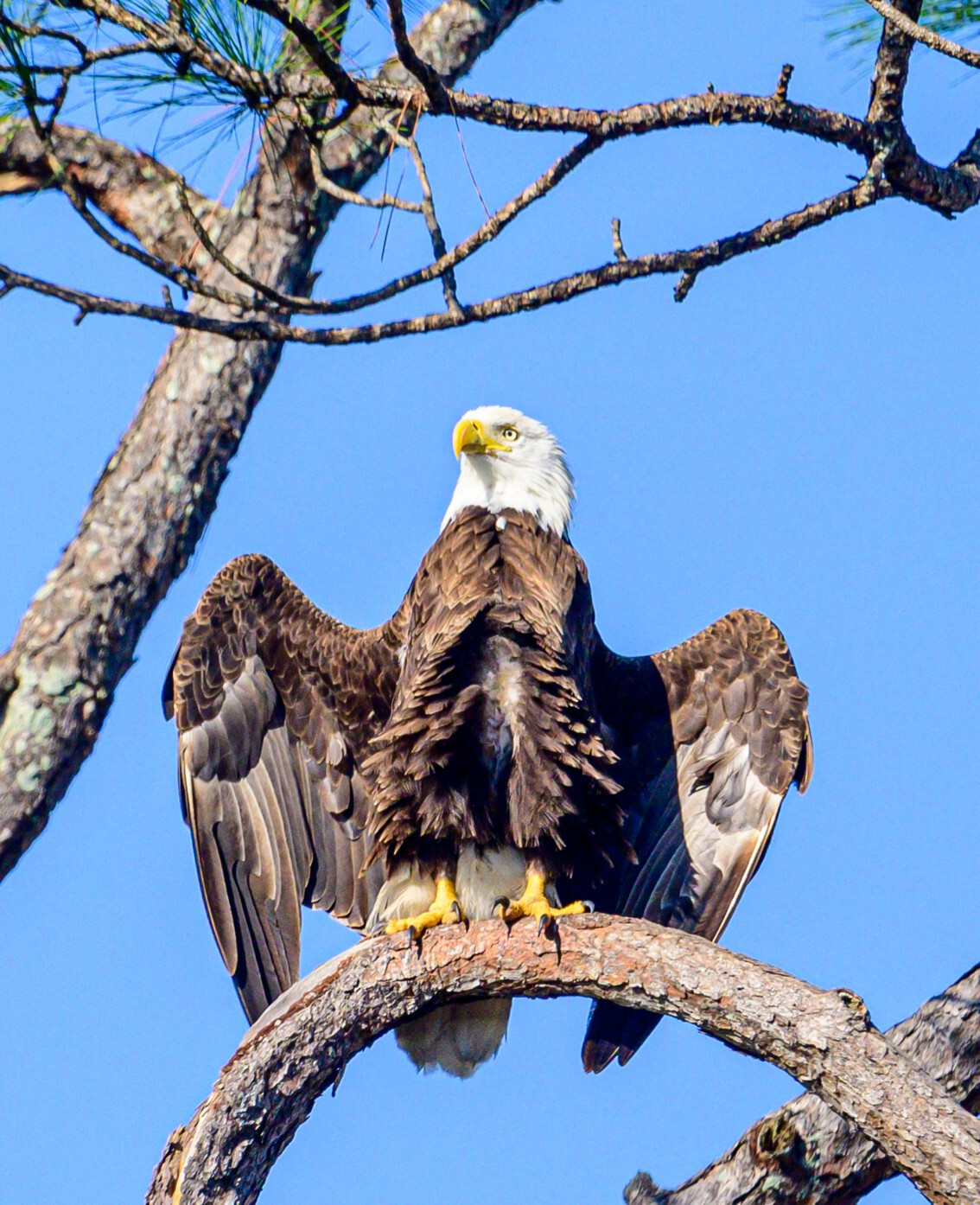 photograph of an eagle in the heraldic pose | eBay