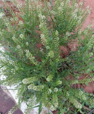 100++ Peppergrass Organic Seeds (Lepidium virginicum) Virginia ...