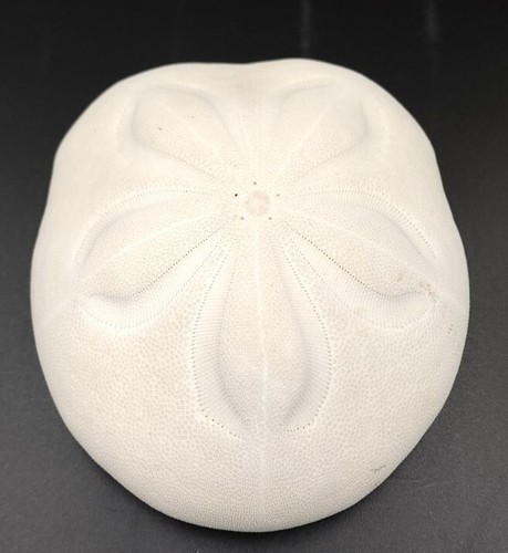 USA GenuineSea Biscuit Sand Dollar Clypeaster Rosaceus Dried Bleached ...