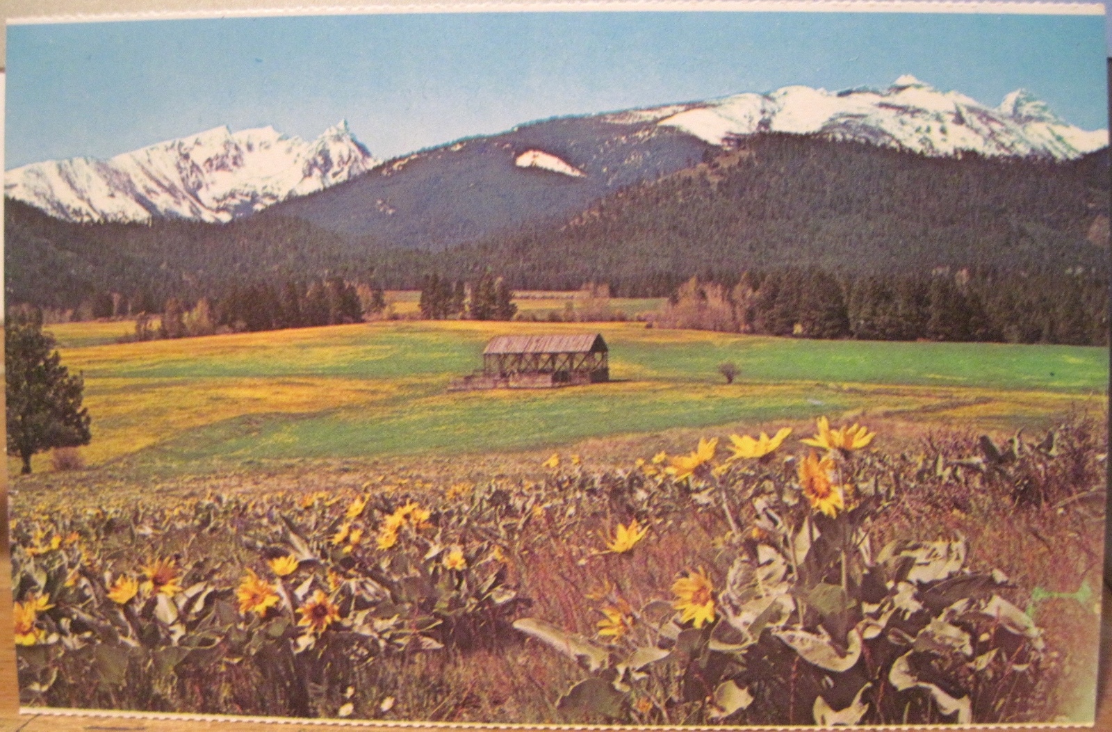 Montana Postcard TRAPPER PEAK Bitterroot Range Missoula Ernst Peterson Perf Edge | eBay