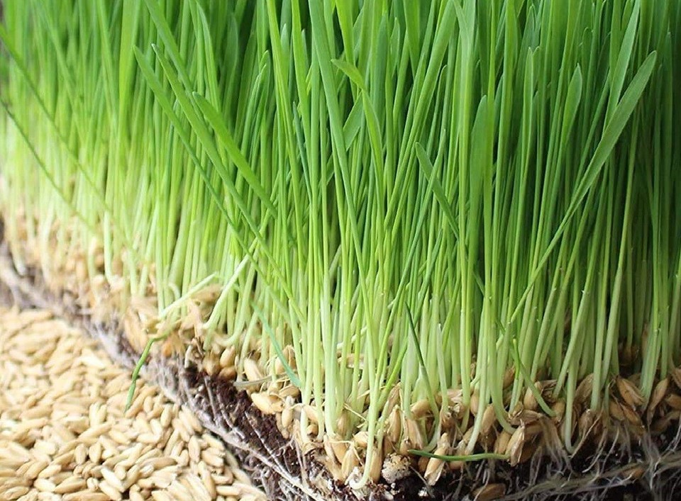Oat Seed – NON-GMO Sprouting, Fodder & Cover Crop Grain (Coker) | eBay