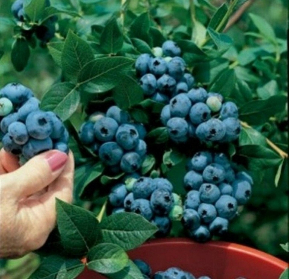 Highbush Blueberry Plant -50 Seeds- High Yielding Blueberries Perennial ...