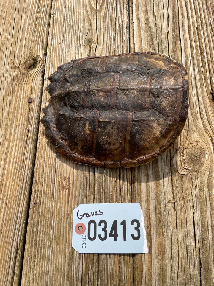 ONE {1} Awesome Taxidermy Common Snapping Turtle Shell log Cabin ...