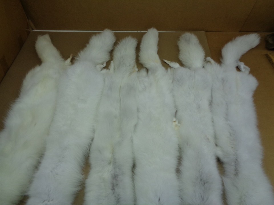 Tanned #2 Arctic/White Fox Hides/Furs/Trapping/Taxidermy/Crafts/Freshly ...