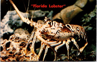Postcard Lobster Crawfish Key West Florida B150 | eBay