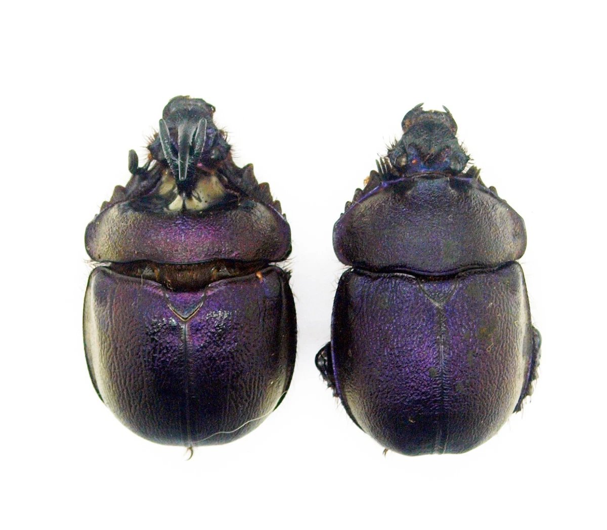 Scarabaeidae Dung Beetles