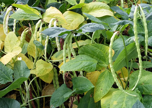 Dwarf Green Snake Bean - A Rare Bush Variety Yardlong, Bora, Chinese ...