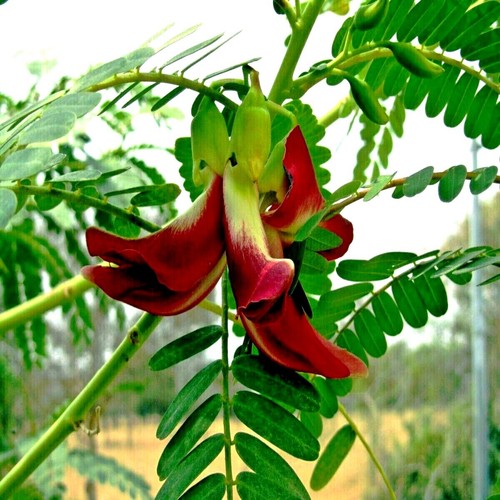 20 Hummingbird Tree Seeds (Sesbania grandiflora) "Agati" Flower Plant ...