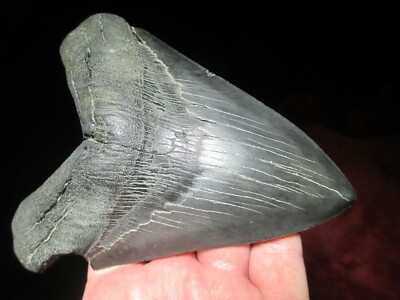 6 1/8 Inch MEGALODON SHARK TOOTH Fossil Fish Teeth MEGA SERRATED SEA ...