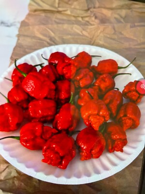 10 APOCALYPTIC SCORPION REAPER LIKE IN HAND PEPPER SEEDS 2+M SCOVILLE ...