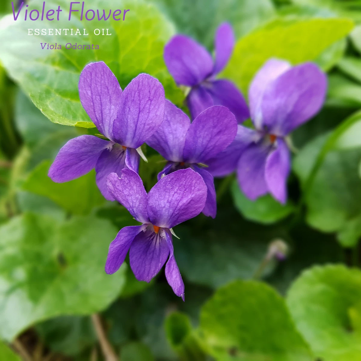 Violet Flower Essential Oil | Best Flower Site