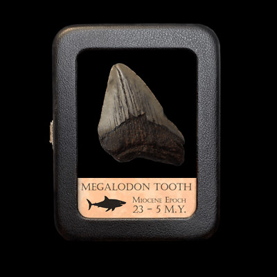 Megalodon Tooth With Display Case | eBay