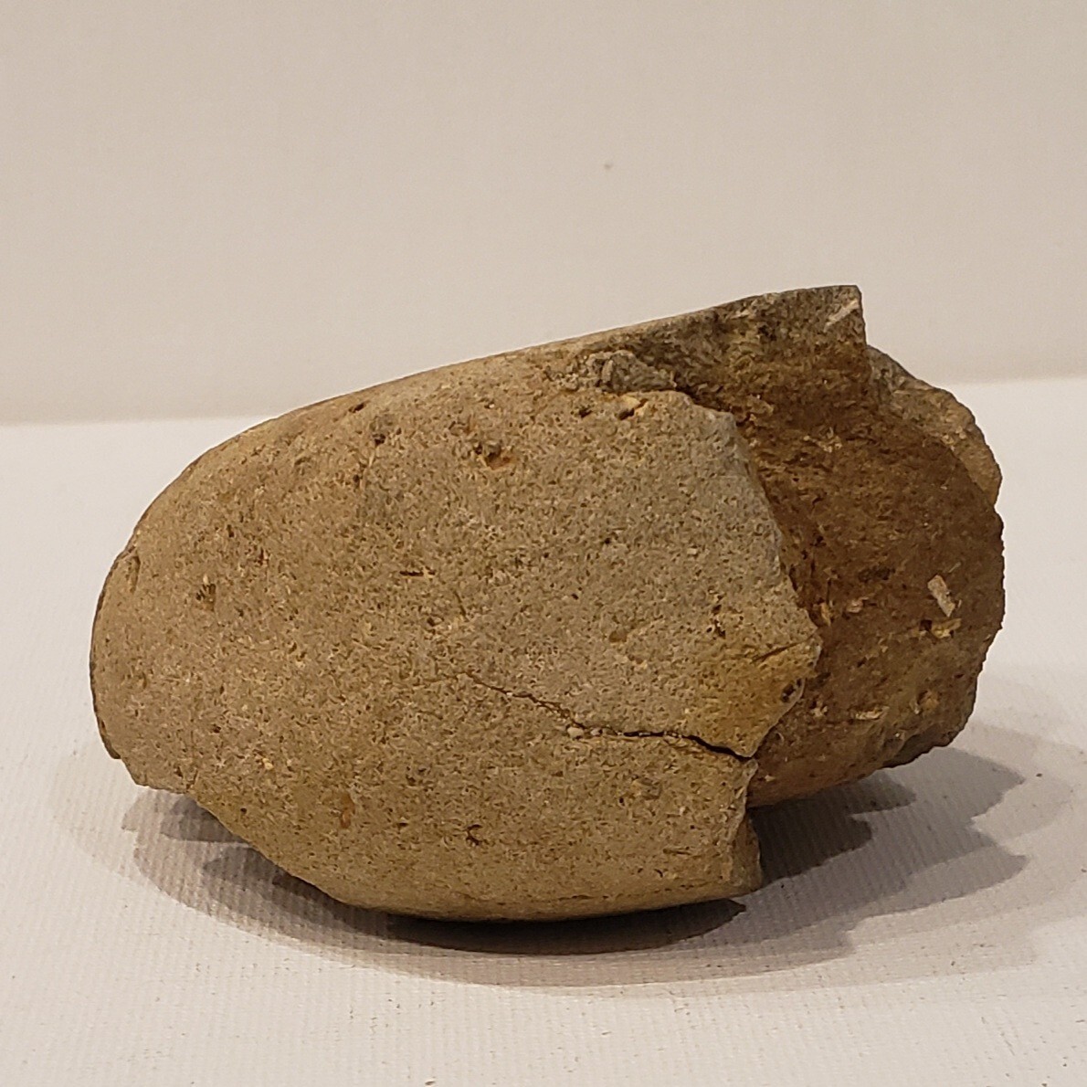 Prehistoric Fossilized California Avocado | eBay