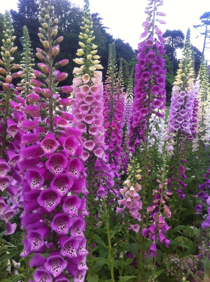 DIGITALIS PURPUREA FOXGLOVE MIXED COLOURS 13,000 SEEDS PERENNIAL FLOWER ...
