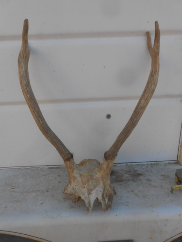 Tall 2x2 ELK ANTLERS rack taxidermy deer mule whitetail sheds moose | eBay