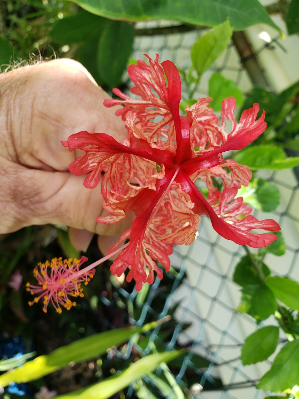 Japanese Lantern Hibiscus