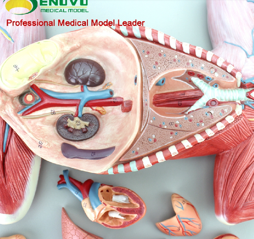 Feline Cat Anatomy Model Organs Heart Muscle Nerve Veterinary Study ...
