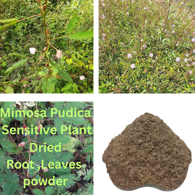 Dried Mimosa Pudica Organic Herbal Sensitive Nidikumba Plant Leaves ...