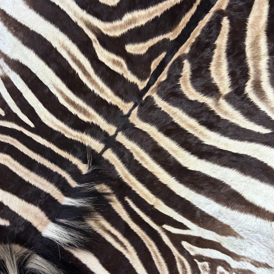 Real Zebra Skin Rug Hide # 45 Size: 7.3 X 5.5 feet Genuine Burchells ...
